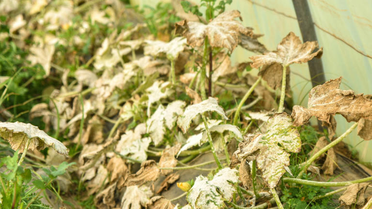 8 Reasons Your Squash Plant Leaves Are Turning Yellow (& What To Do ...