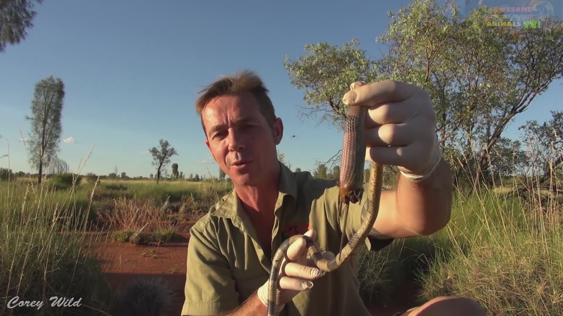 Venomous brown snake killed by a mouse
