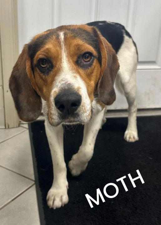 Dinwiddie animal shelter at capacity, dogs looking for loving homes