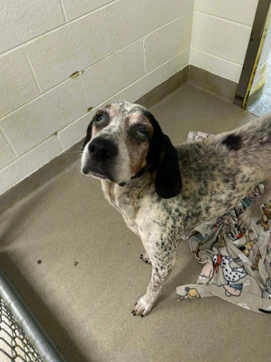 Dinwiddie animal shelter at capacity, dogs looking for loving homes
