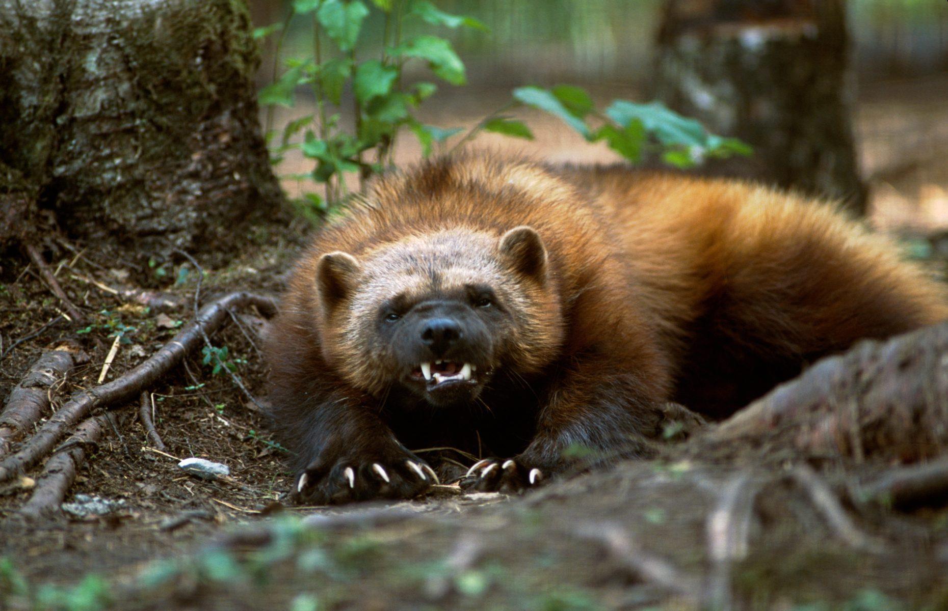 19 dangerous creatures you must avoid in Canada