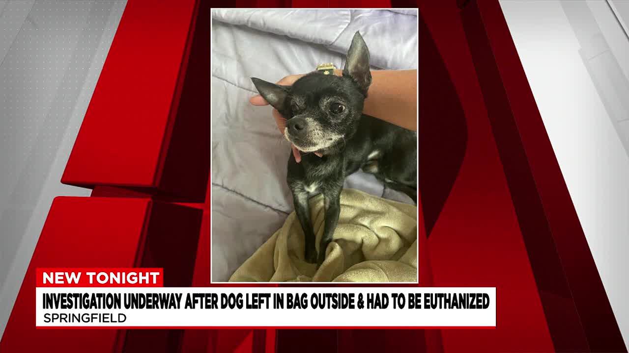 Springfield Police discover injured dog in bag