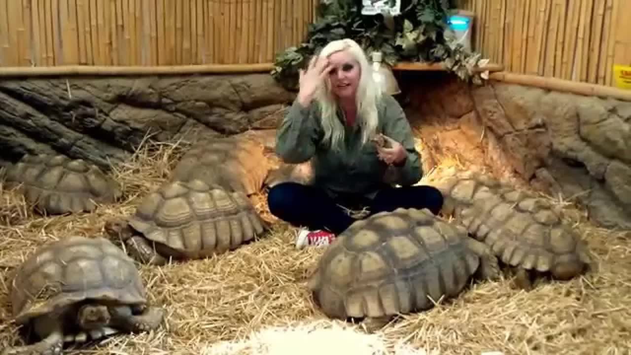 African spur-thighed tortoises, a 'creep' of tortoises