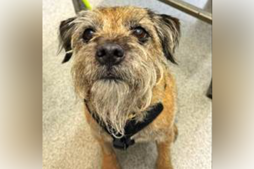 Cheshire dog owner's shock as free dental check uncovers 'nasty' life ...