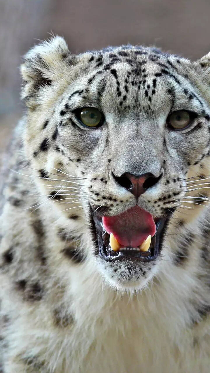 7 animals that survive in high altitudes without oxygen