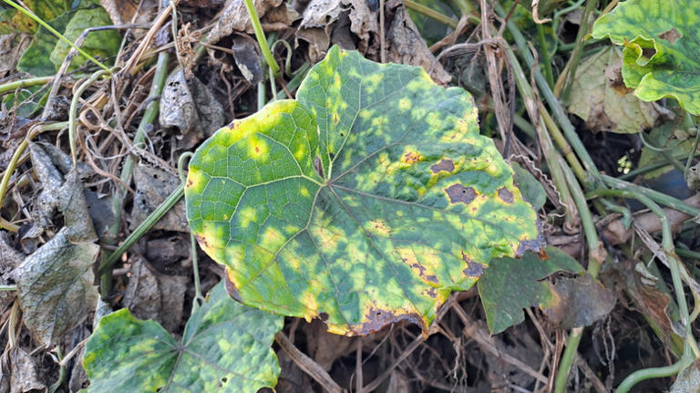 8 Reasons Your Squash Plant Leaves Are Turning Yellow (& What To Do ...