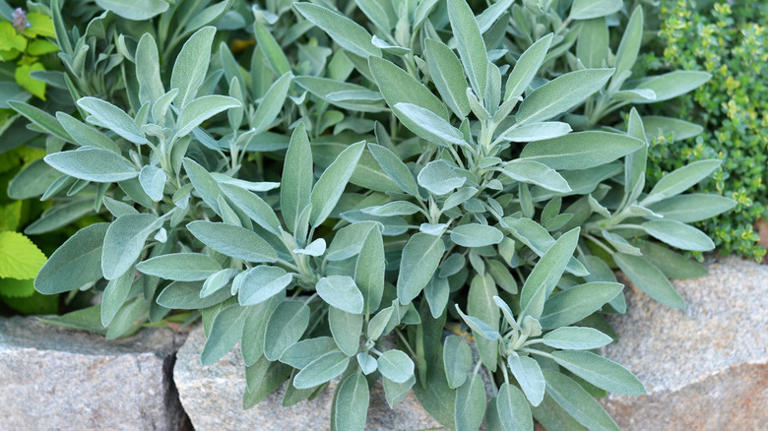 Why Gardeners Swear By Fragrant Sage To Keep Ants Away (And Does It Work?)