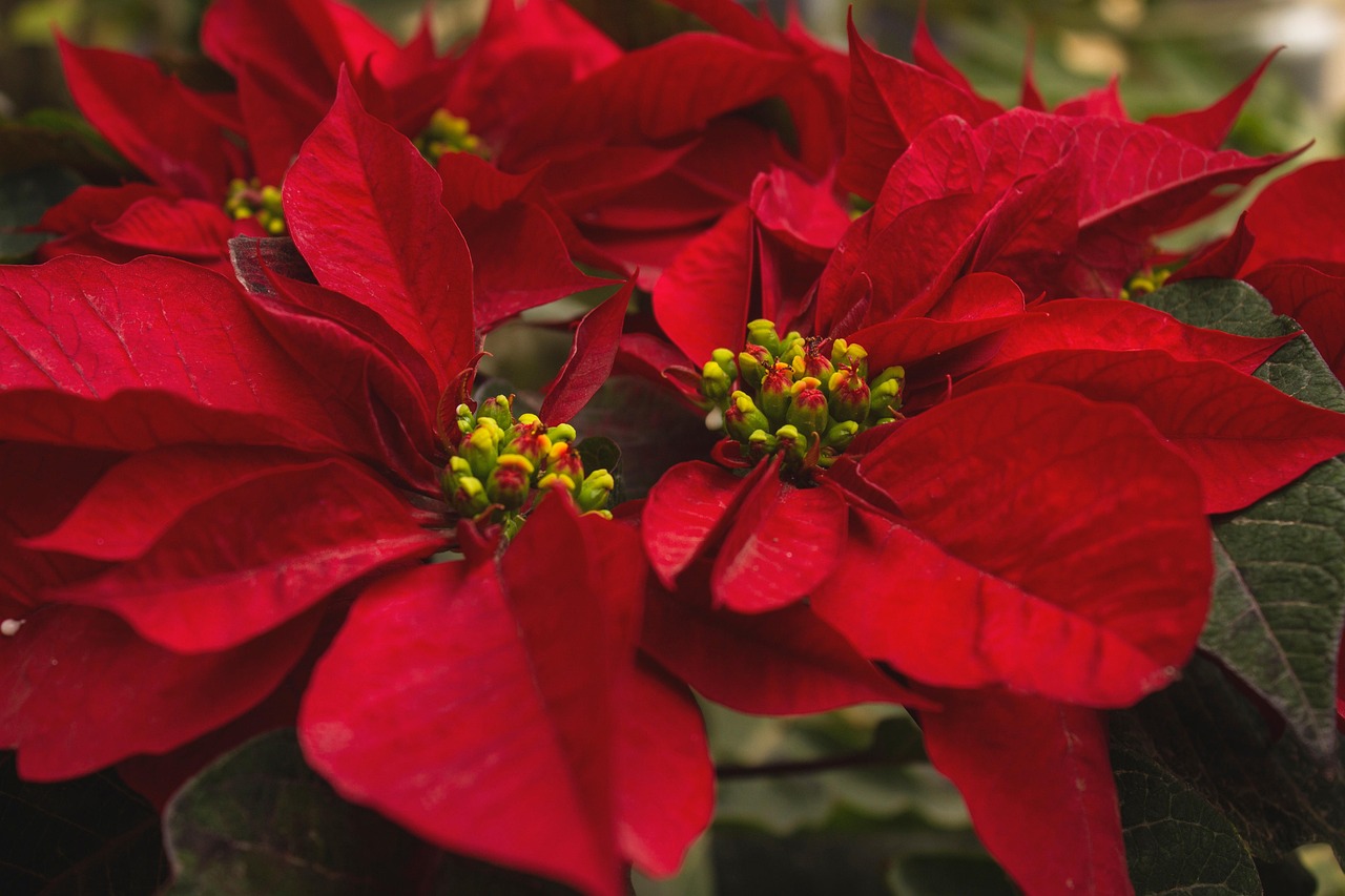 8 Plants Most People Think Are Poisonous - but Are Actually Harmless
