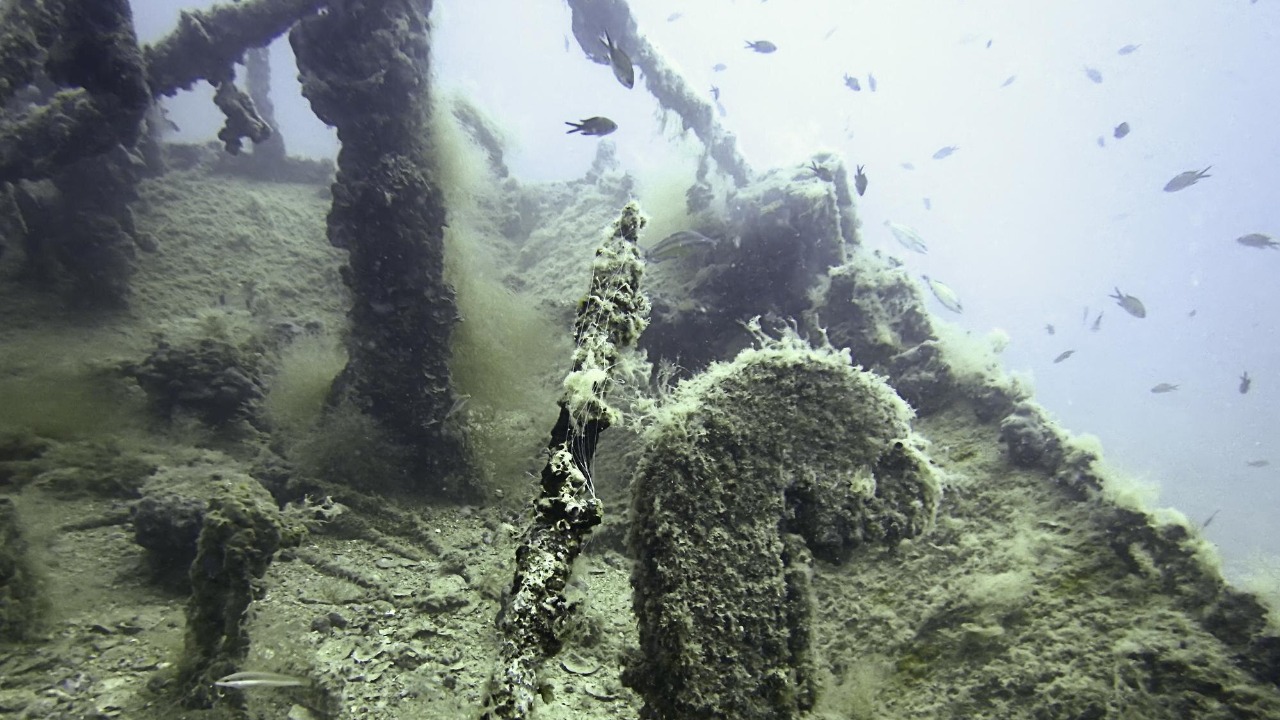 Scientists discover fossilized forest under the ocean floor