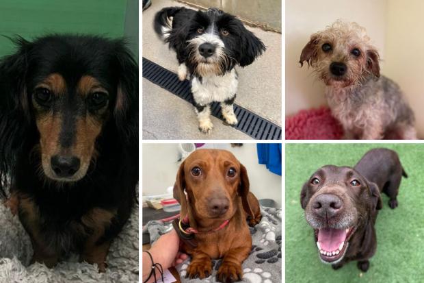 Five dogs looking for their forever home from Many Tears Rescue