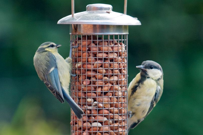 RSPB names bird food gardeners should put out to attract 9 favourite ...