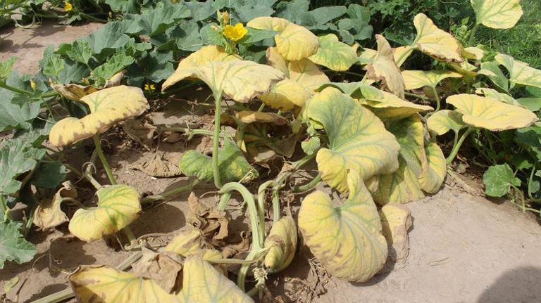 8 Reasons Your Squash Plant Leaves Are Turning Yellow (& What To Do ...