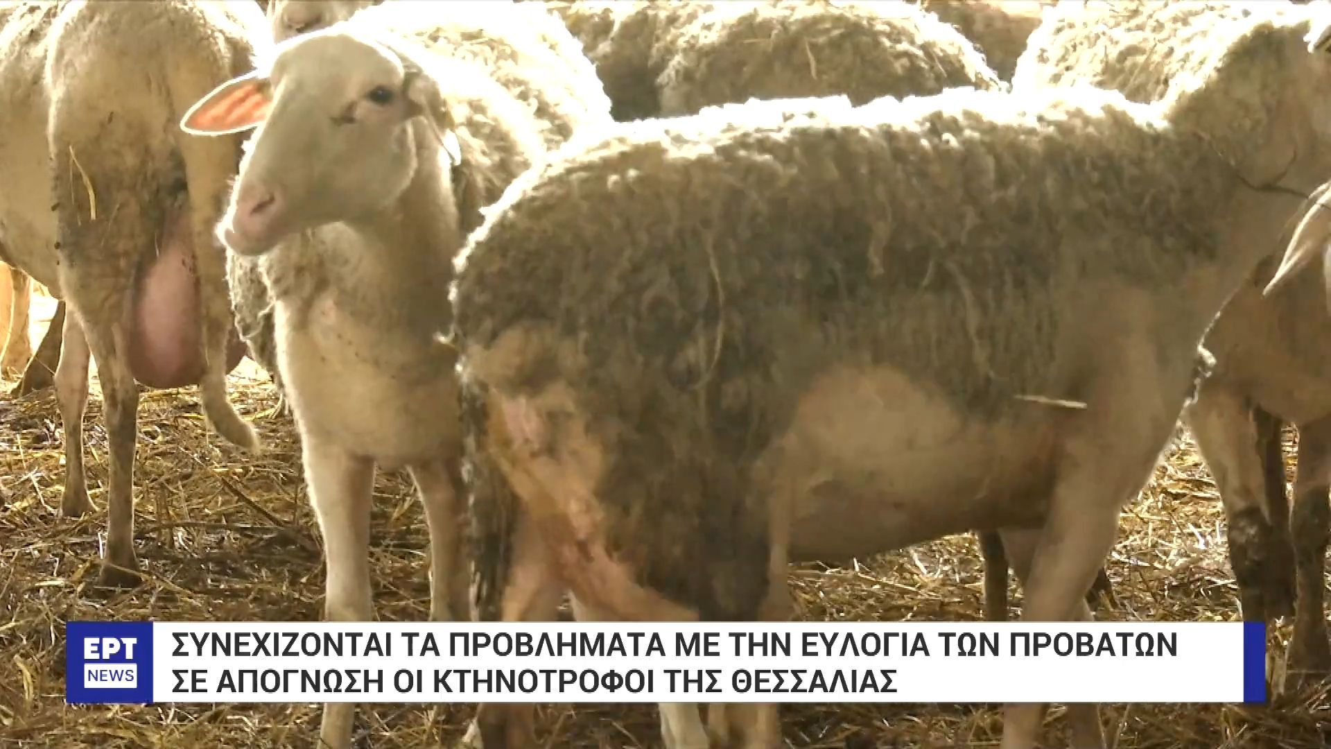 Ευλογιά προβάτων: Σήμα κινδύνου εκπέμπουν οι κτηνοτρόφοι της Θεσσαλίας