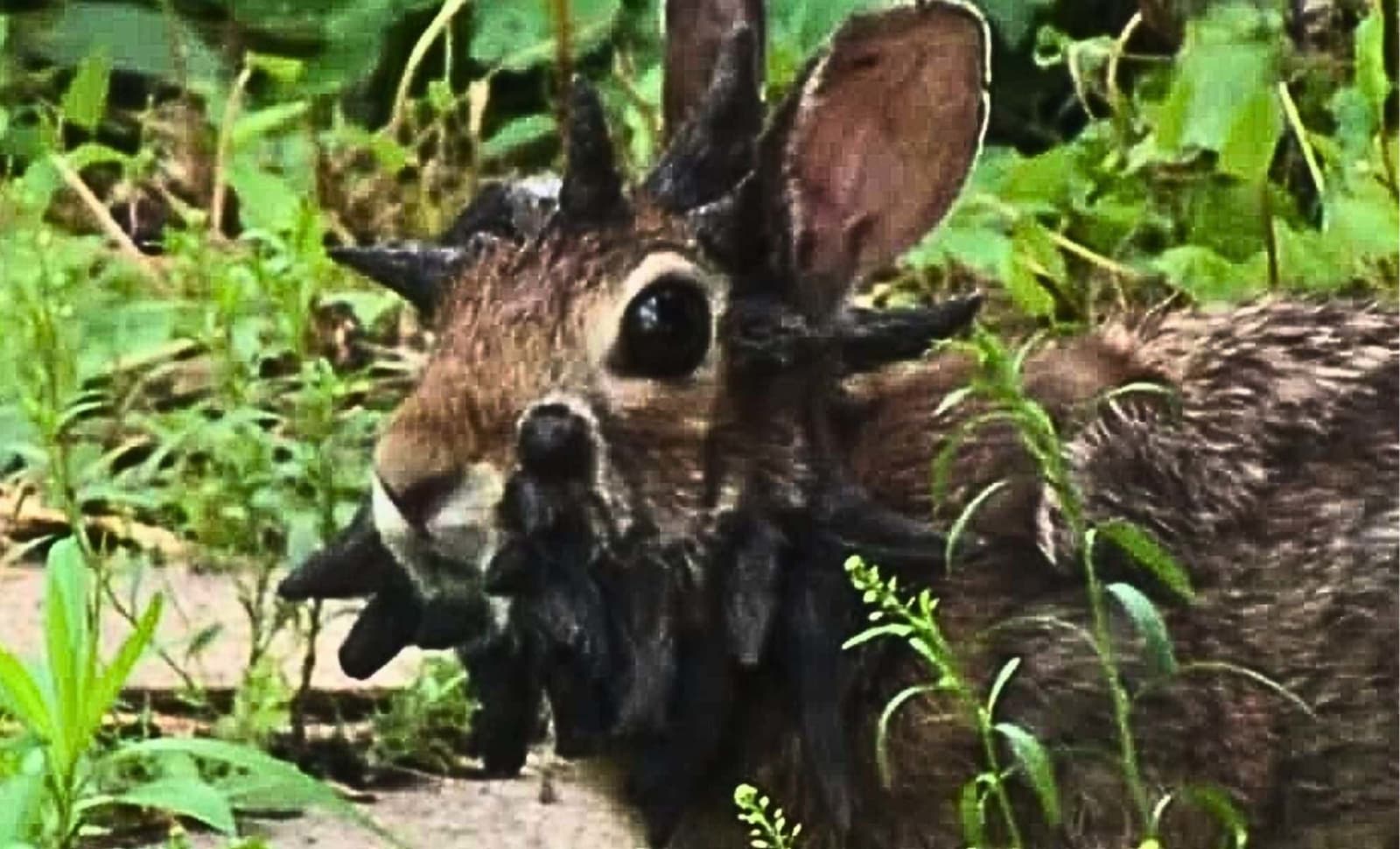 ‘Frankenstein’ Rabbits With Tentacles Spark Outbreak Fears—Experts ...