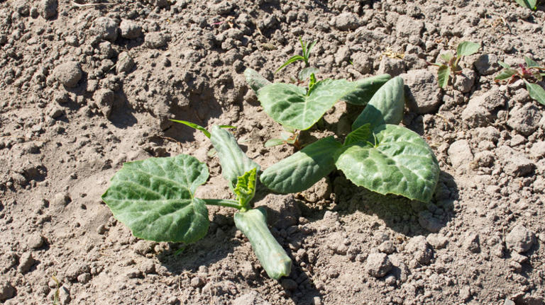 8 Reasons Your Squash Plant Leaves Are Turning Yellow (& What To Do ...