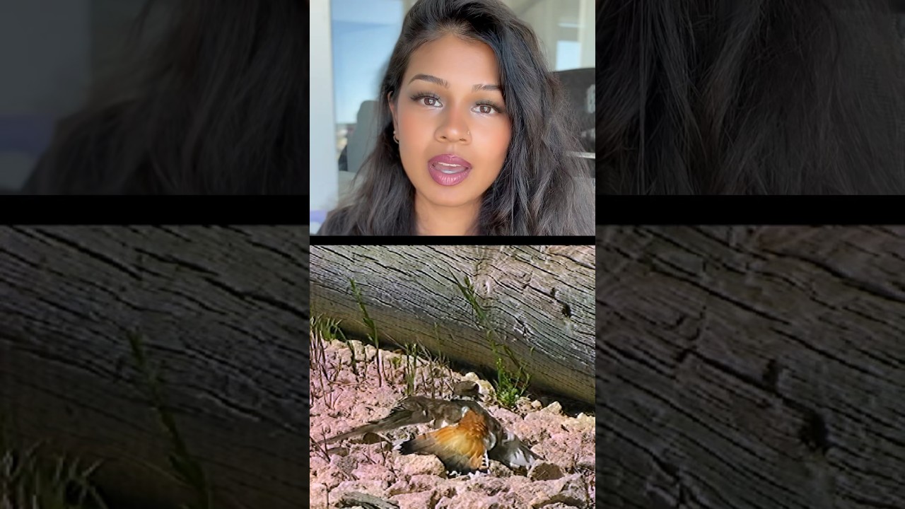 The Killdeer Bird’s Broken Wing Trick Saves Its Babies