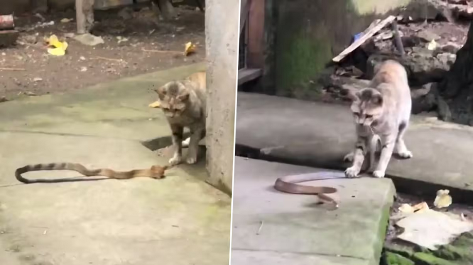 Cat vs. Snake: Cobra gets a tough fight, video of cat's bravery goes viral