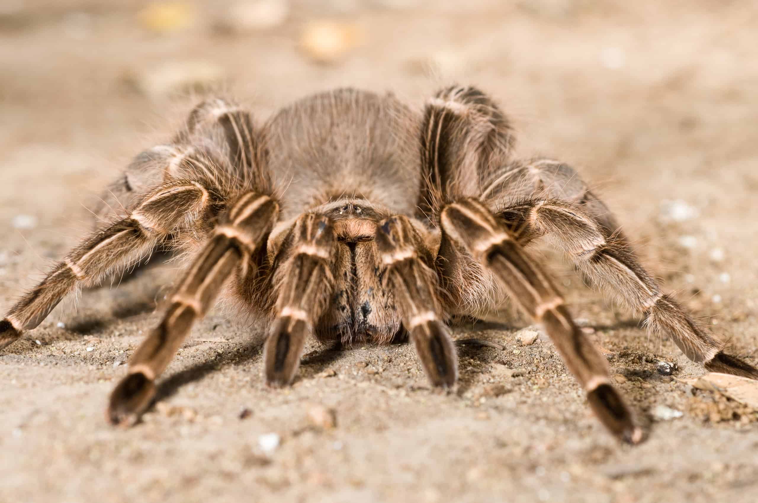 10 of The Biggest Spiders You Can Encounter in America