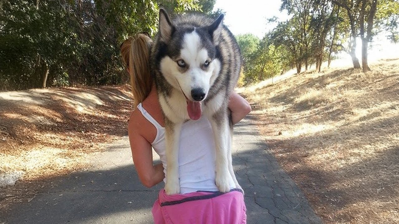 Watch what happens when your dog refuses to go to work