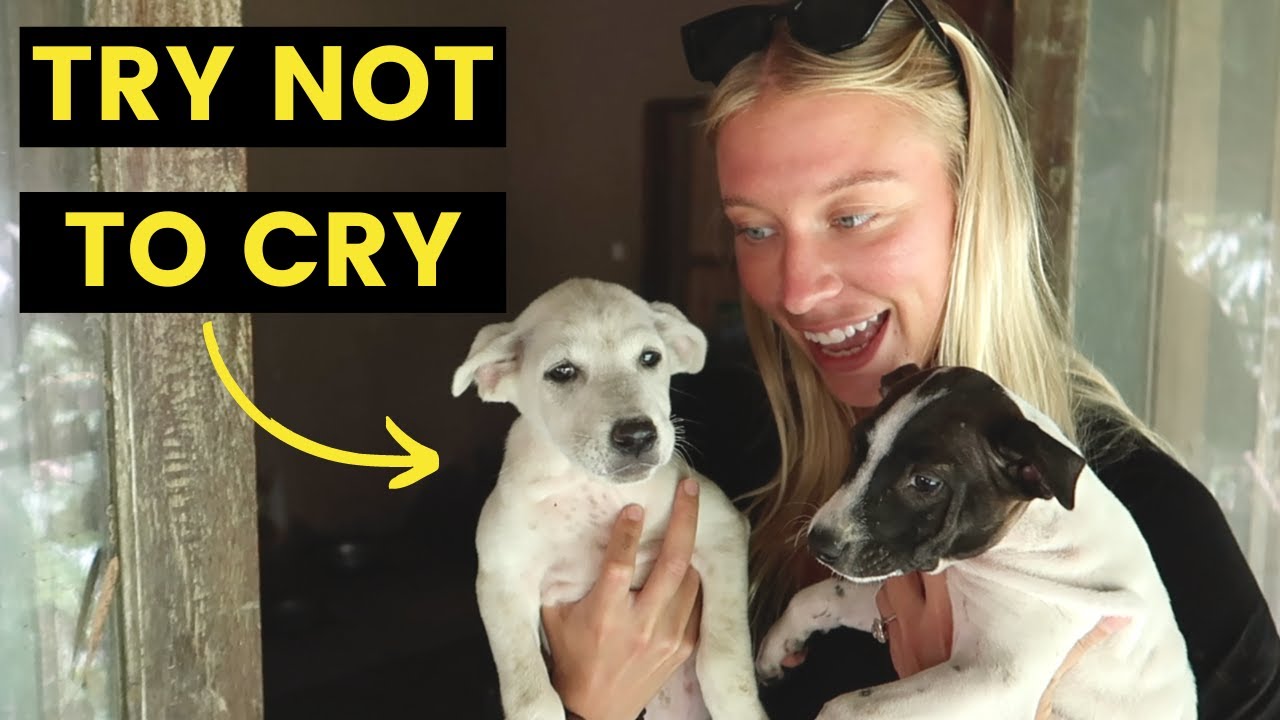 Visiting a Dog Shelter in Bali