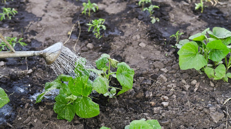 8 Reasons Your Squash Plant Leaves Are Turning Yellow (& What To Do ...