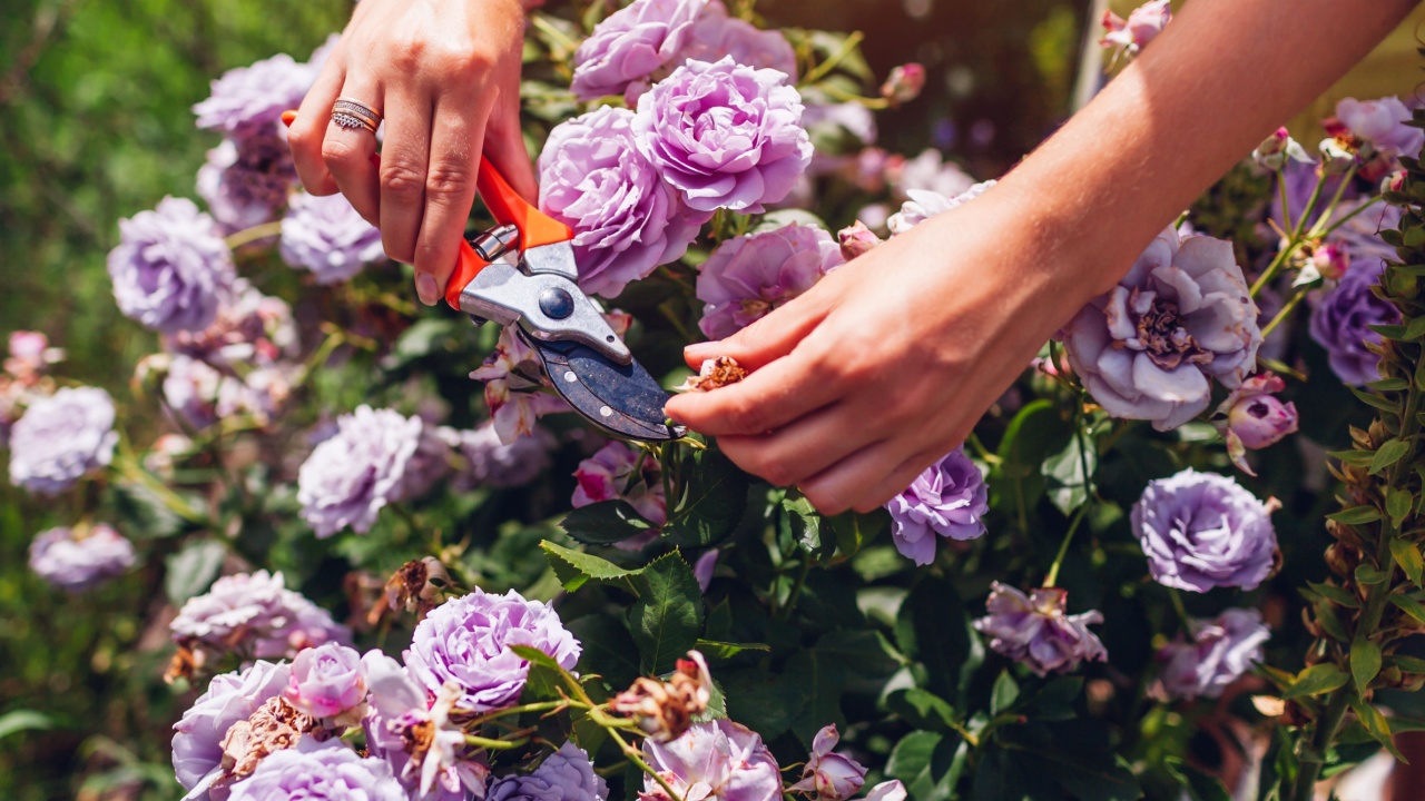 10 Essential Gardening Tasks for August You Shouldn't Skip