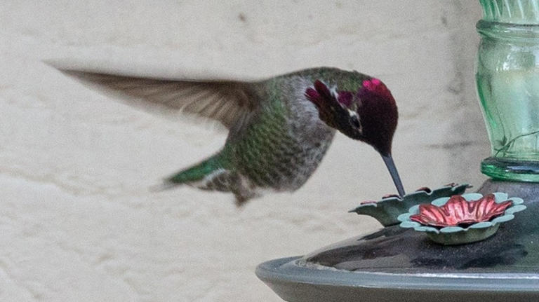How To Turn Your Tiny Balcony Into A Hummingbird Oasis