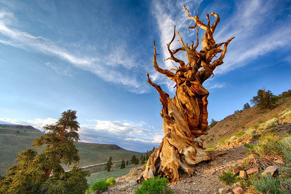Earth's Longest-Living Trees Ranked