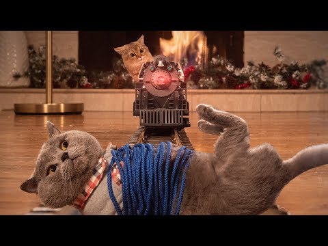 Hidden cameras catch the secret lives of pets home alone