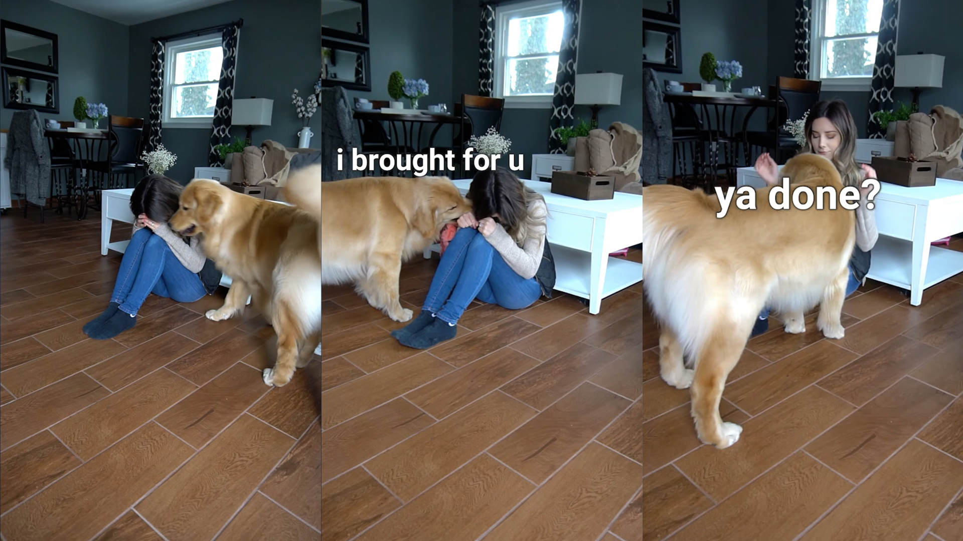 Funny Golden Retriever Reaction to Crying Owner
