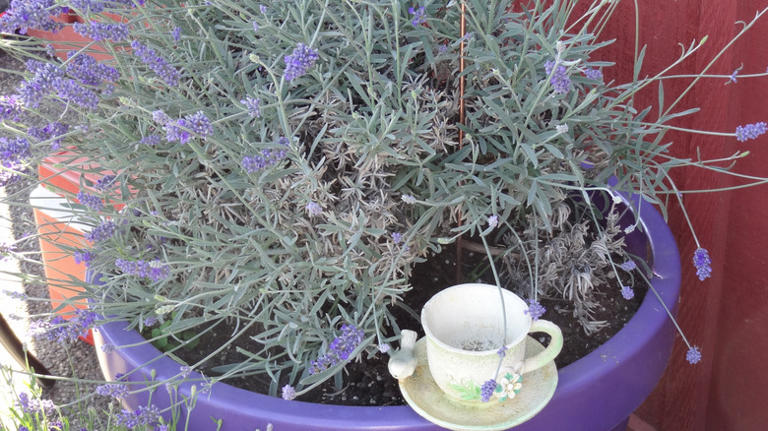 Lavender Plant Not Flowering