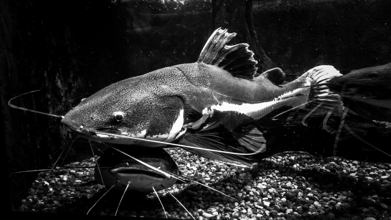 Scientists discover deep-sea fish living in total darkness