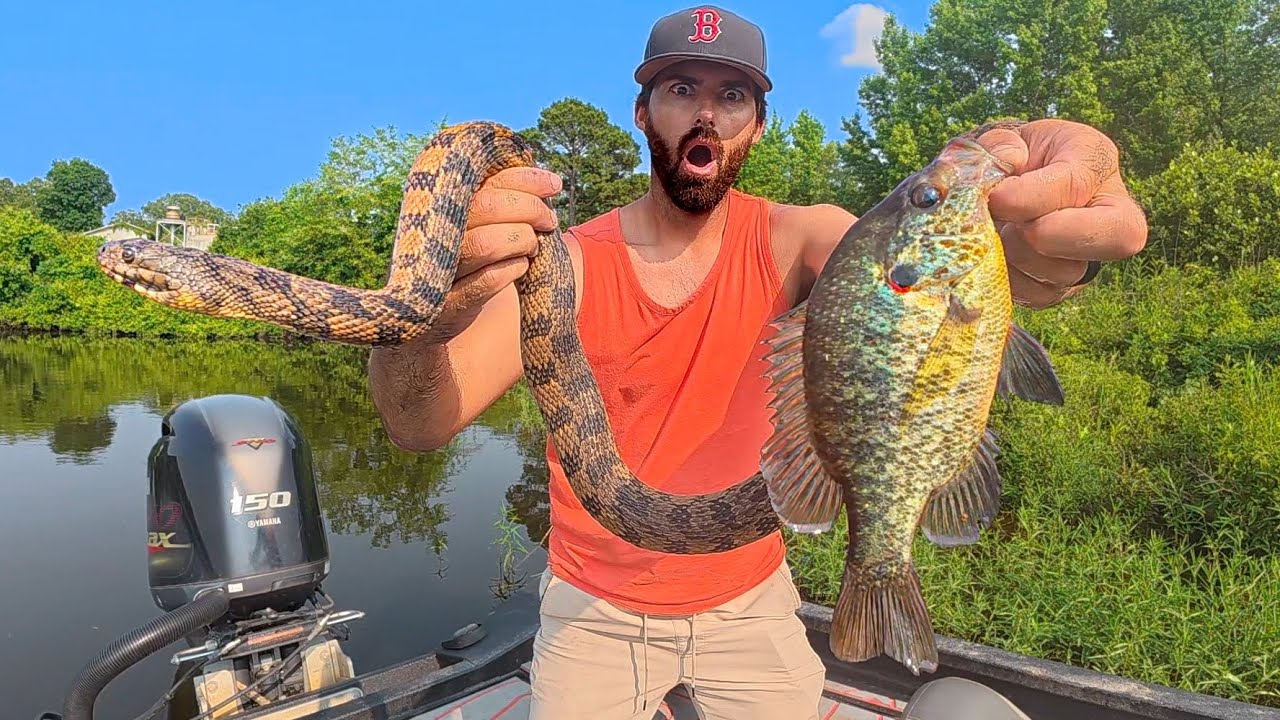 Slaying bluegill on secret jig and spotting giant diamondback snake