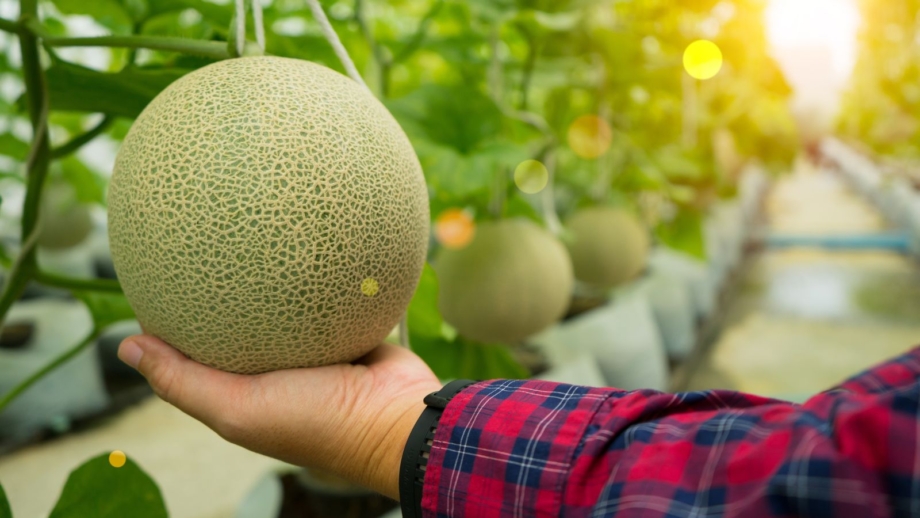 How to Tell if Melons are Ready to Harvest