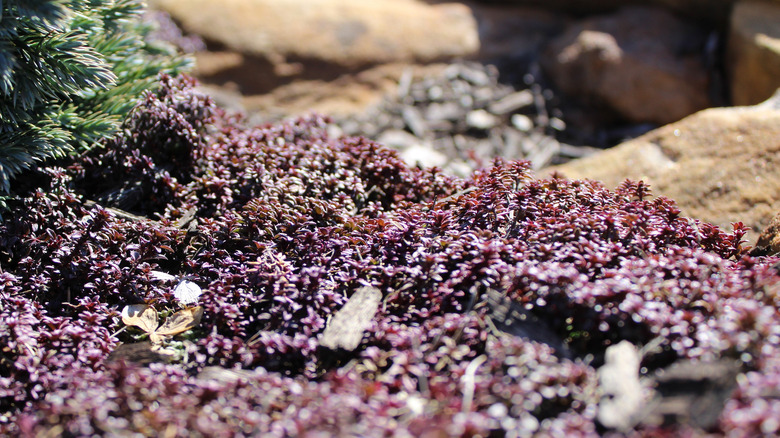 Why You'll Love (And Hate) Planting Red Creeping Thyme In Your Yard