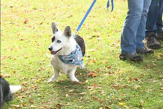 PHOTOS: Dozens of corgis take over Northwest Portland park for annual walk