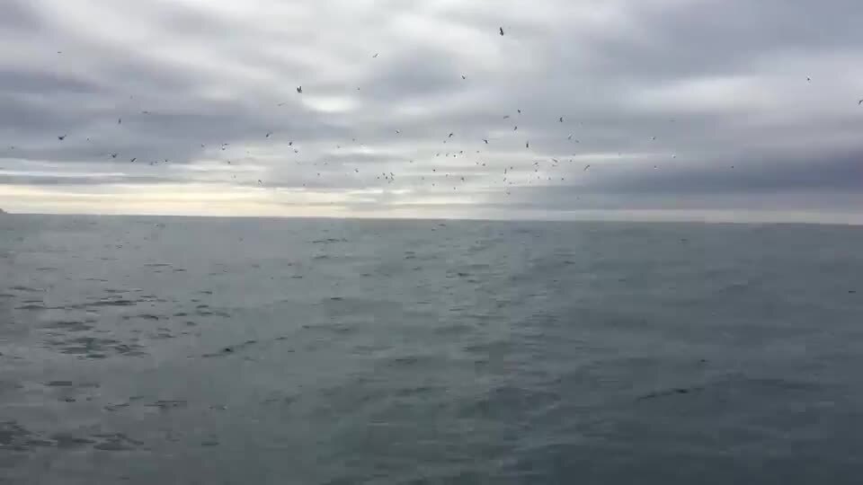 Boater Amazed at Surprise Breaching by Entire Humpback Pod