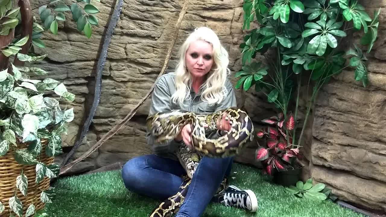 Burmese pythons in Florida: snake refugees?