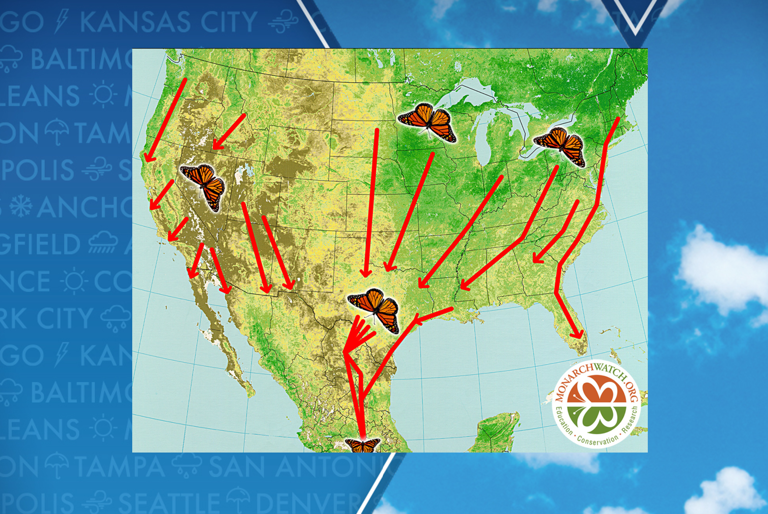 Millions of butterflies begin their annual migration ahead of winter