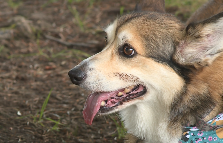 PHOTOS: Dozens of corgis take over Northwest Portland park for annual walk