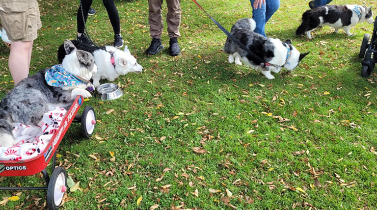 PHOTOS: Dozens of corgis take over Northwest Portland park for annual walk