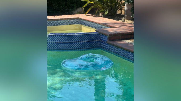 Video: Mountain lion runs into California home before getting spooked