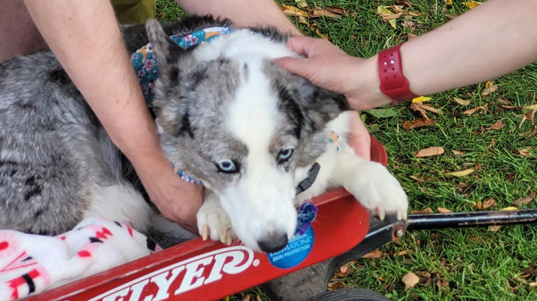 PHOTOS: Dozens of corgis take over Northwest Portland park for annual walk