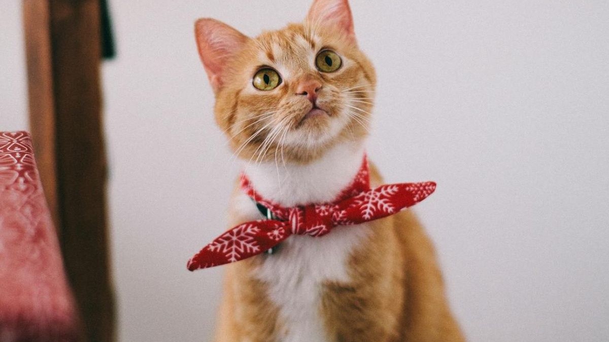 Signs of fever in cats: how to identify if your feline is sick