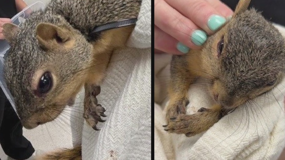 Garland officials investigate zip tie found on squirrel’s neck