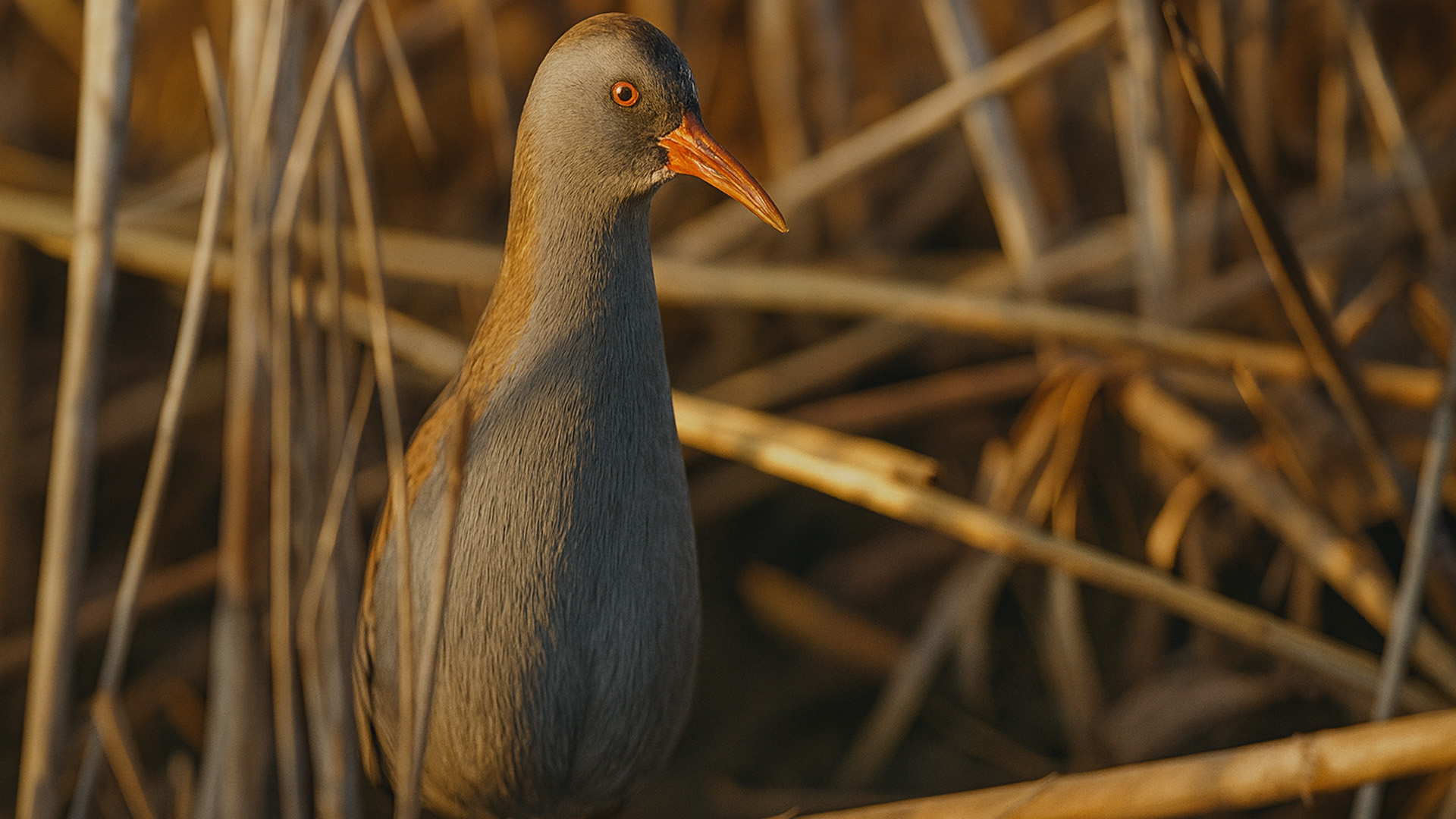 Spirit of the reeds – Water rail