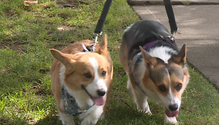 PHOTOS: Dozens of corgis take over Northwest Portland park for annual walk