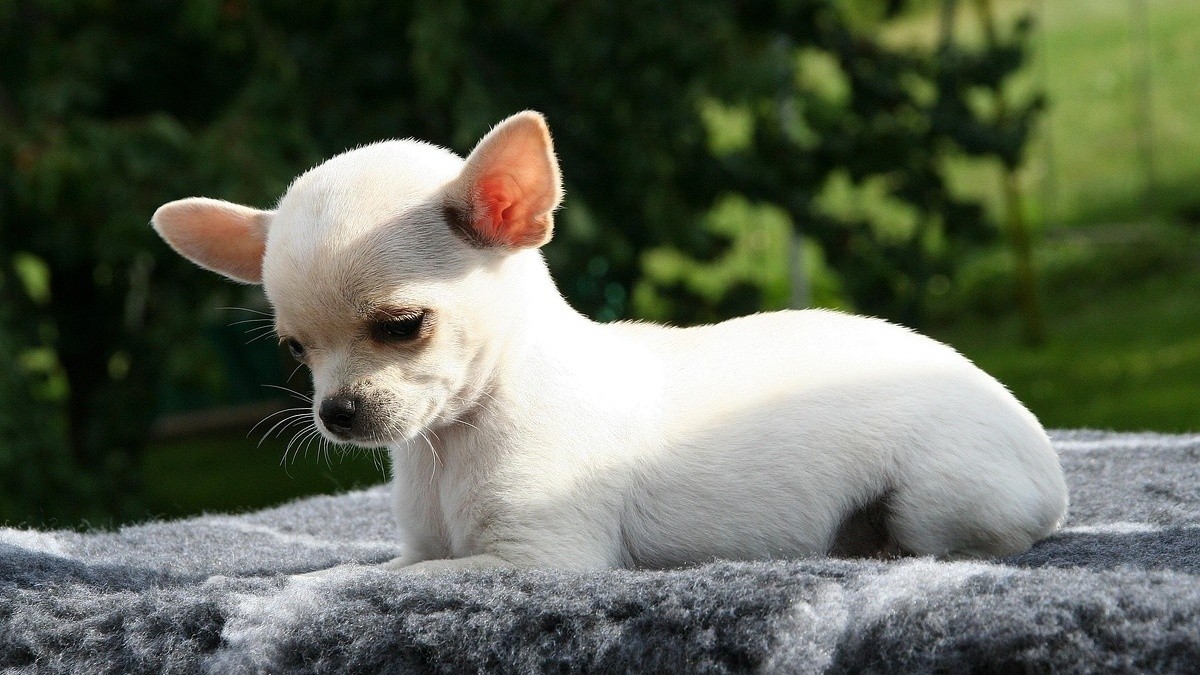 ¿Cuánto tiempo vivirá tu perro? Razas con la esperanza de vida más ...