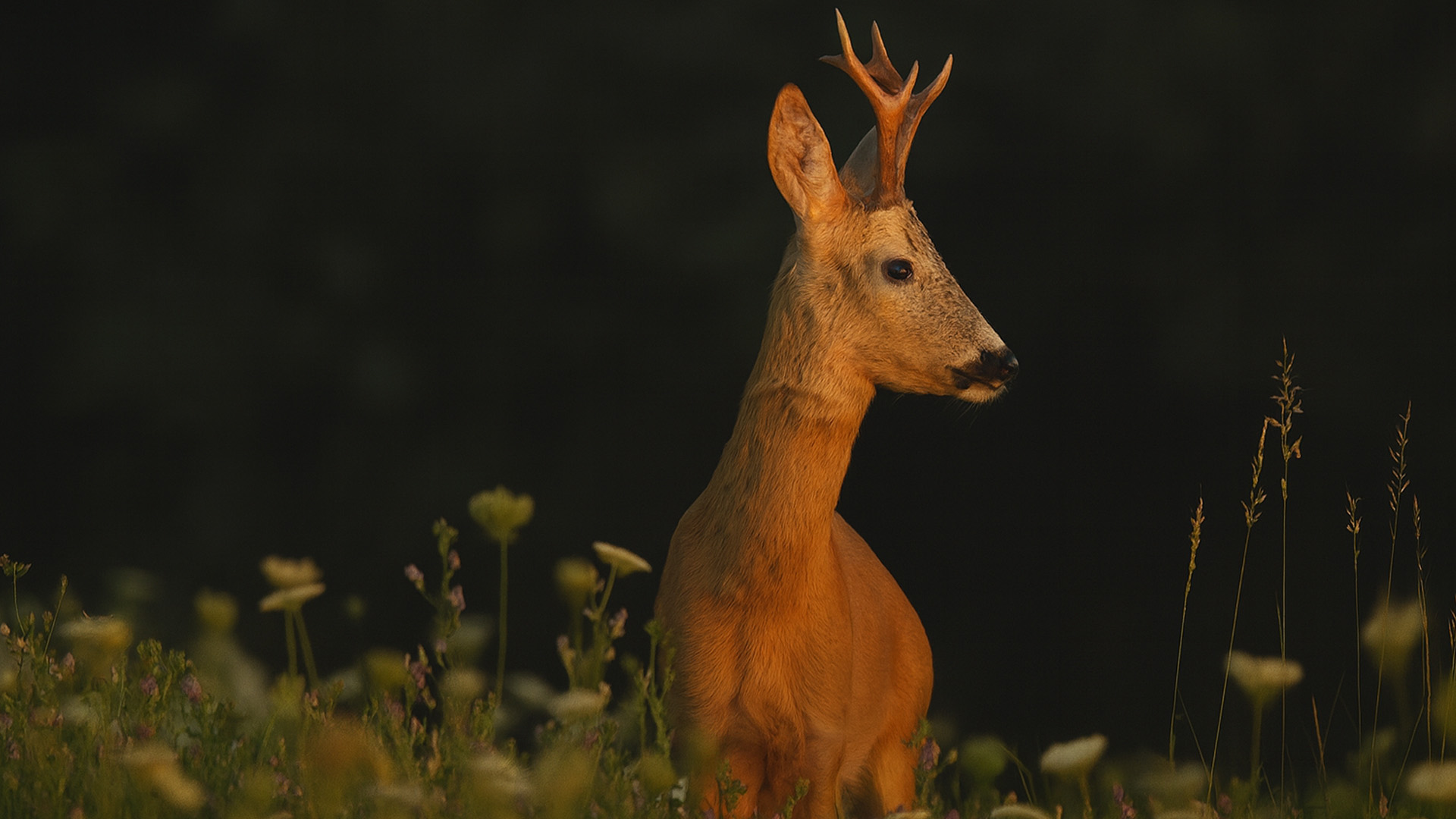 A roe deer in rut crossing a blooming meadow