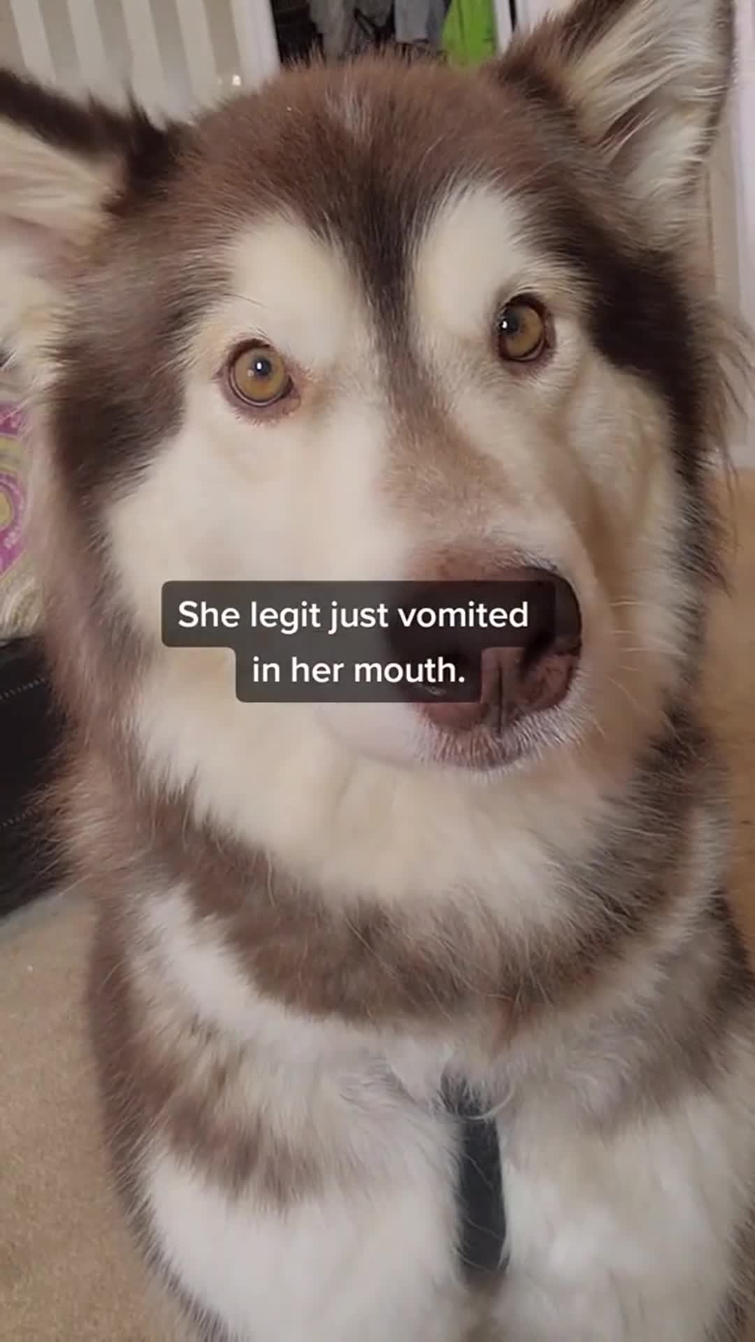 Malamute dog has a funny reaction to watching her owner dancing!